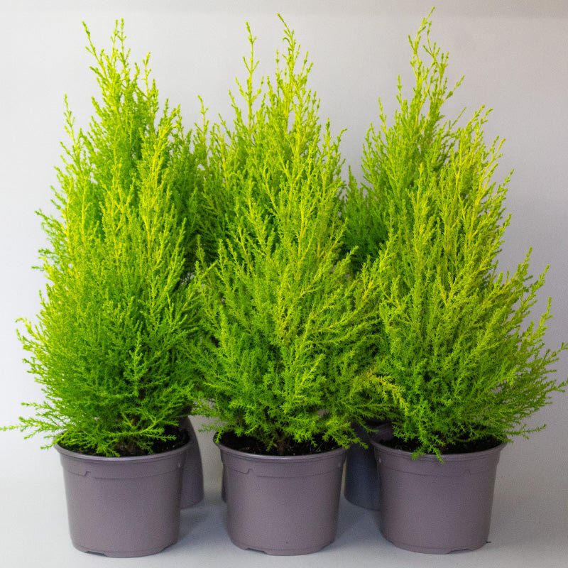 Conifer Goldcrest | Compact Conifers Trees for Garden & Patio | 13cm ...